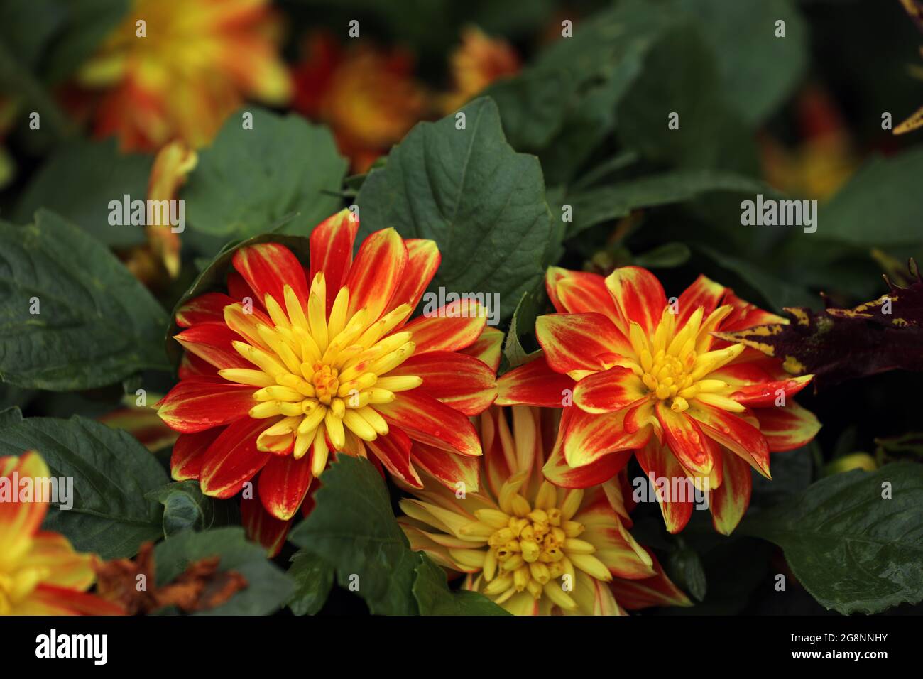 Blooming dahlia in a garden Stock Photo - Alamy