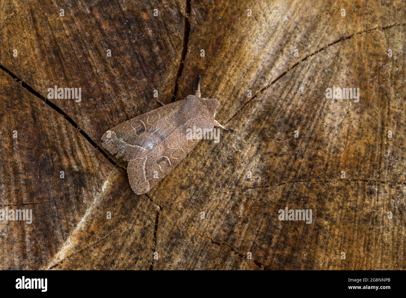 Common quaker hi-res stock photography and images - Alamy