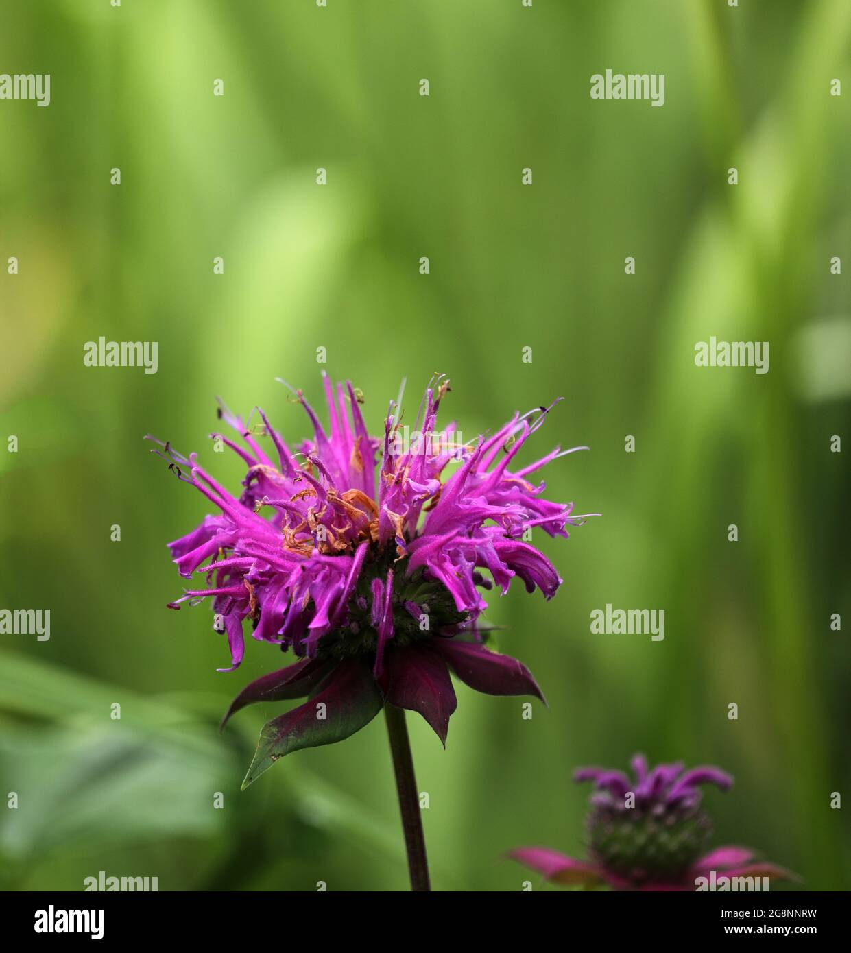 Indian nettle hi-res stock photography and images - Alamy