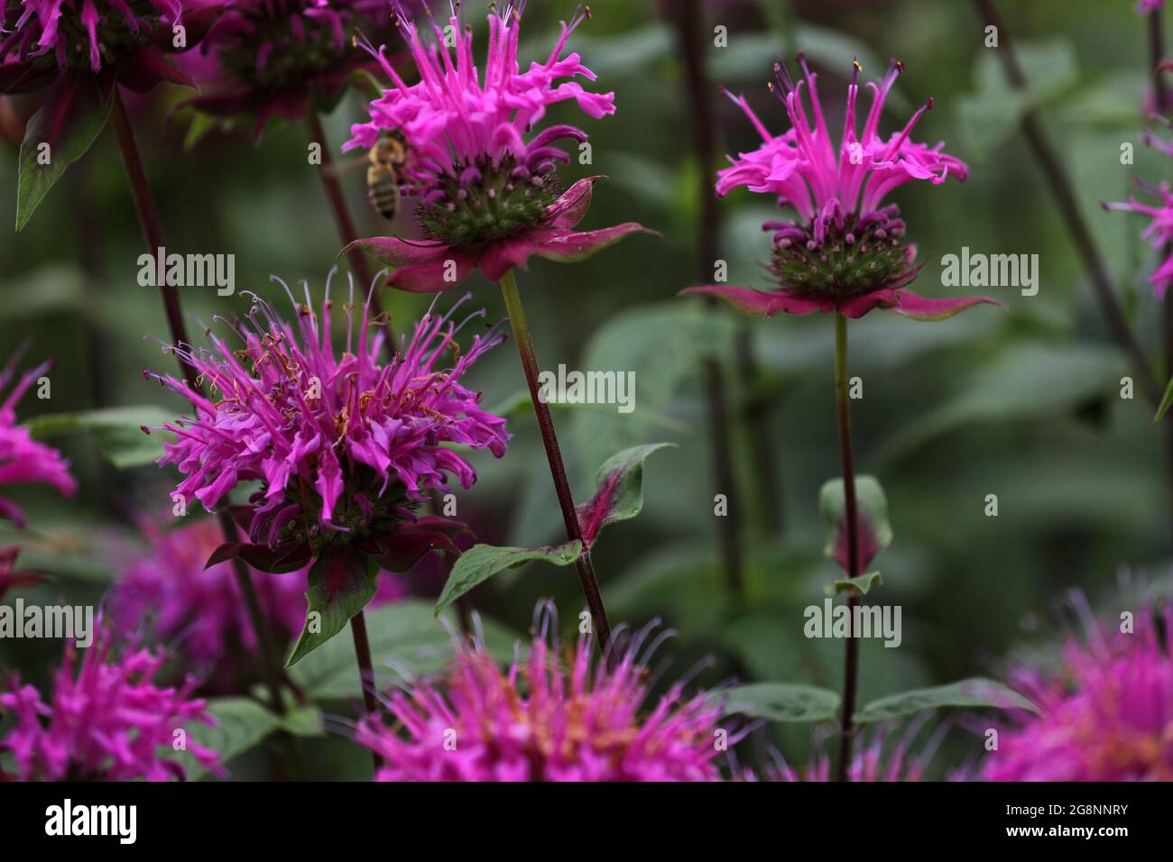 Indian nettle hi-res stock photography and images - Alamy