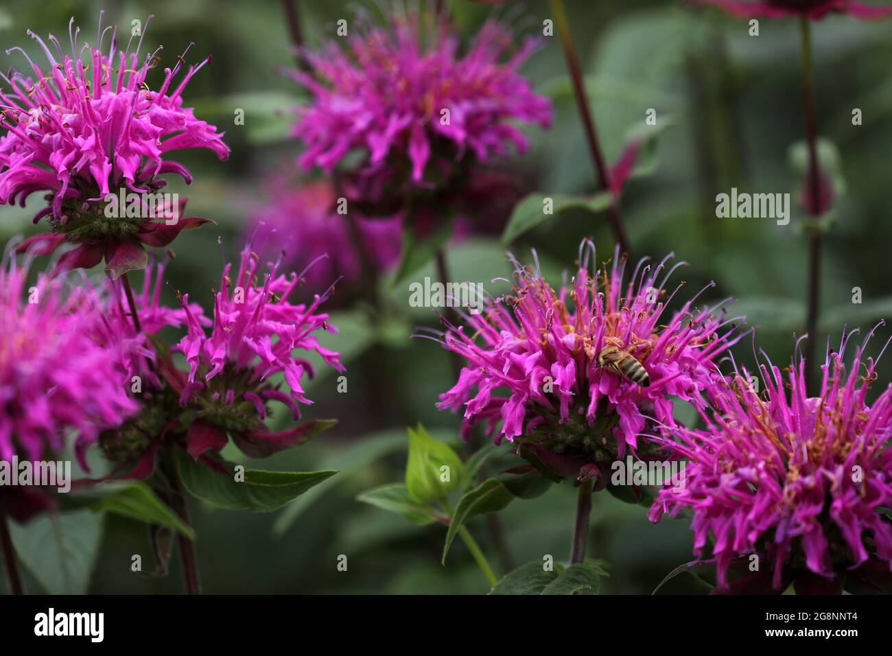 Indian nettle hi-res stock photography and images - Alamy