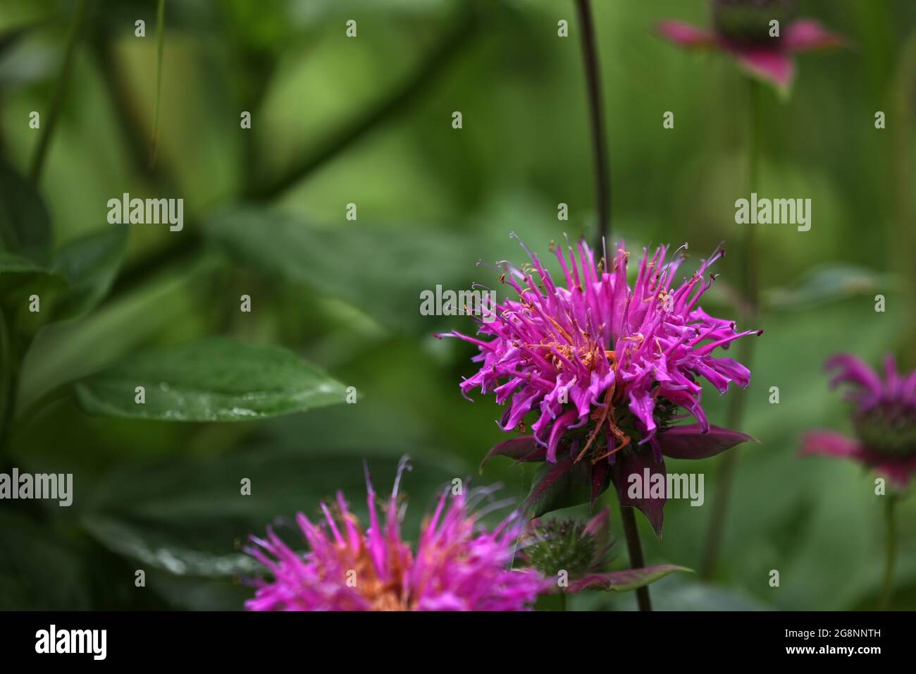 Indian nettle hi-res stock photography and images - Alamy