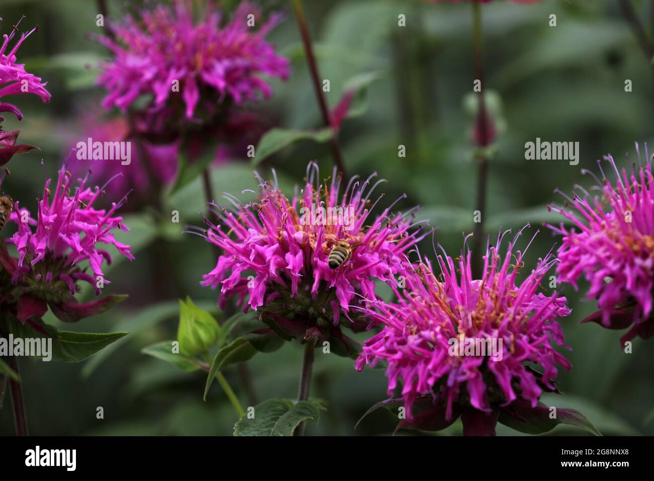 Indian nettle purple blooming in the garden Stock Photo - Alamy