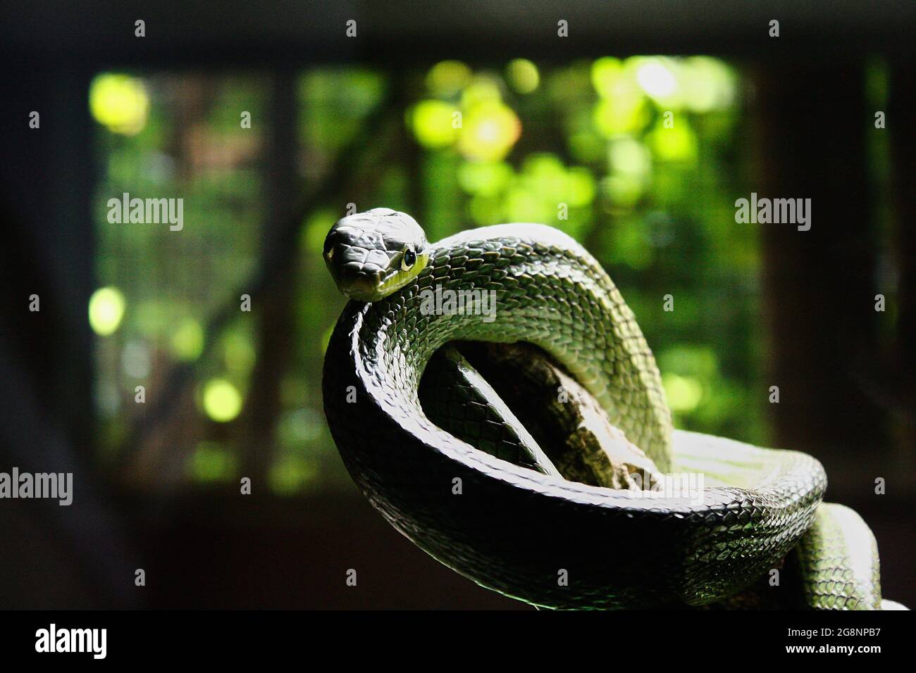 African tree snake hi-res stock photography and images - Alamy
