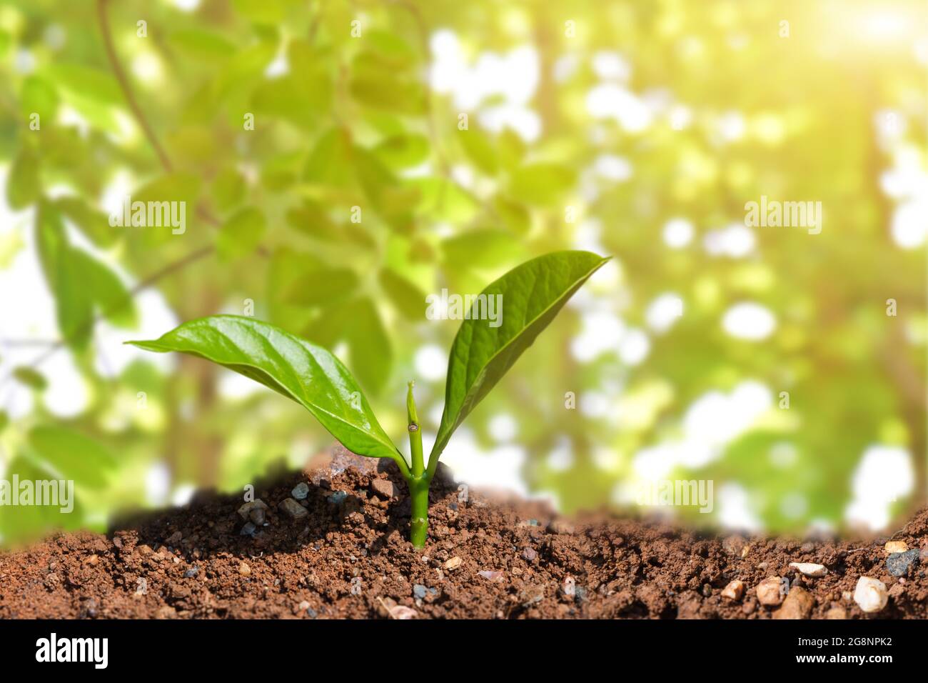 Young tree growing on nature bokeh light background. Green earth day ...
