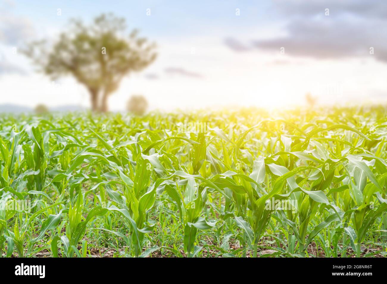 Maize seedling field at sunrise background. Agriculture countryside ...