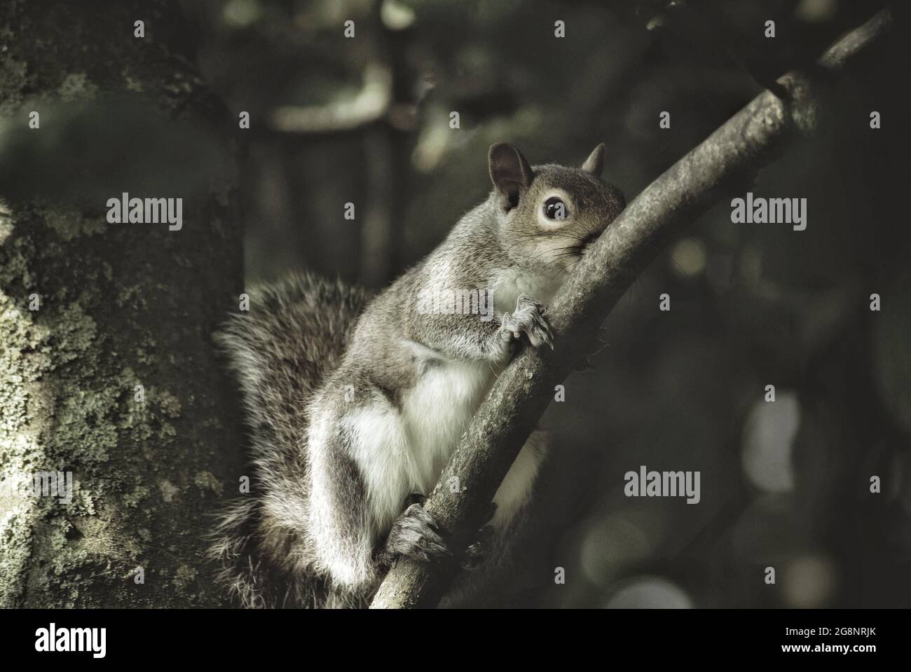 Scurried hi-res stock photography and images - Alamy