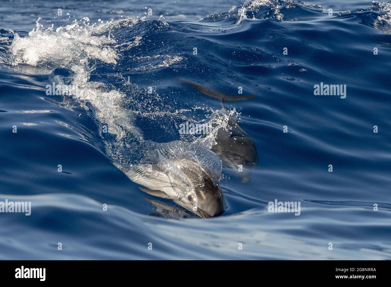 striped dolphin jumping outside the sea Stock Photo - Alamy