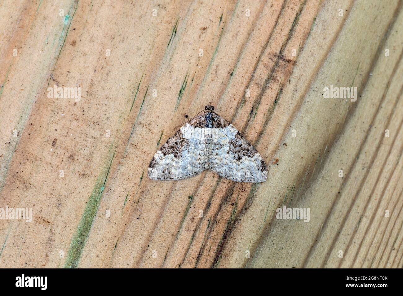 Carpet moth hi-res stock photography and images - Alamy