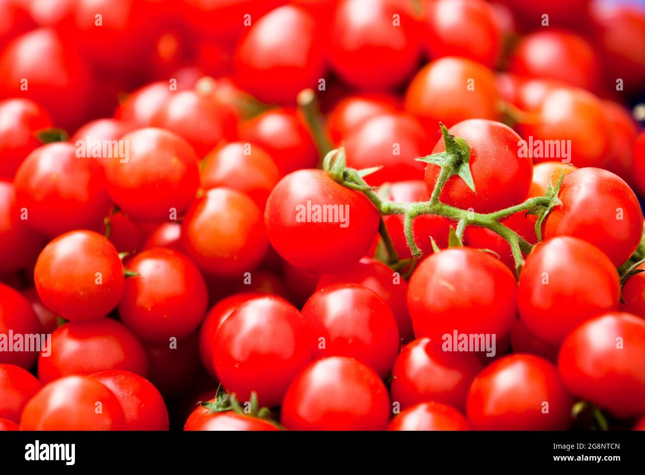 Pomodori di Capri, tomato, Capri island, Campania, Italy, Europe Stock ...