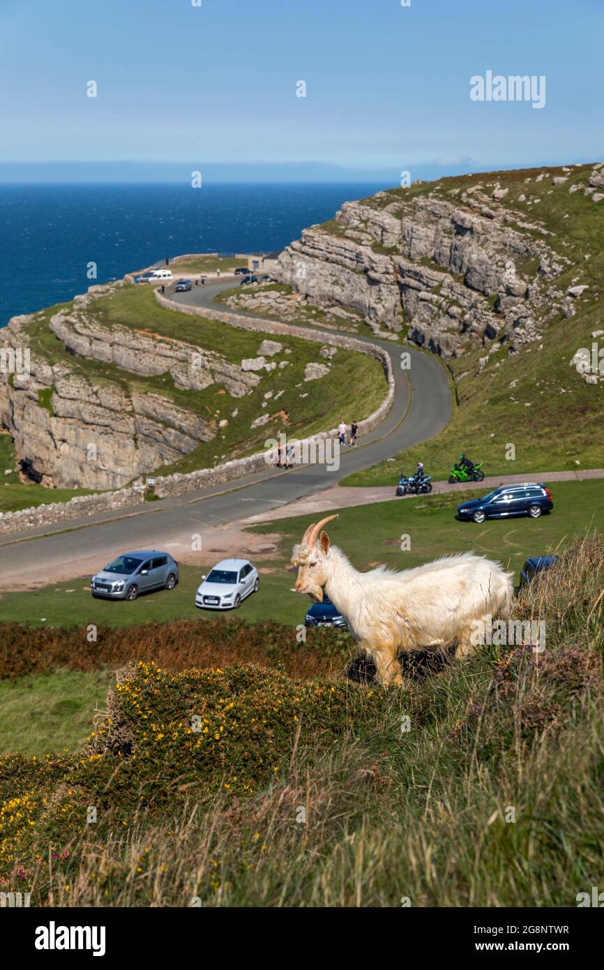Great Orme Goat; Capra Markhor; Llandudno; Wales Stock Photo - Alamy