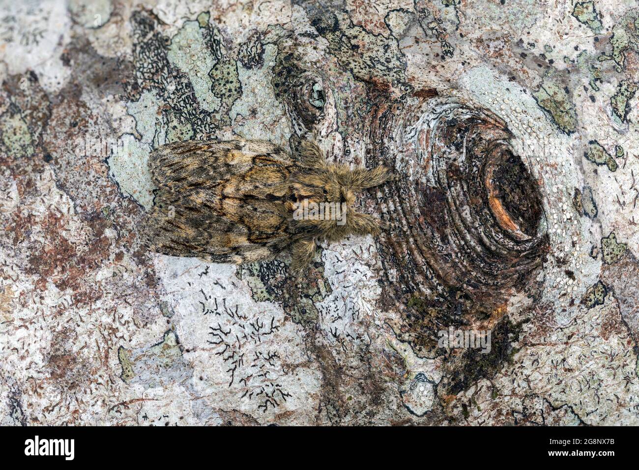 Great prominent moth hi-res stock photography and images - Alamy