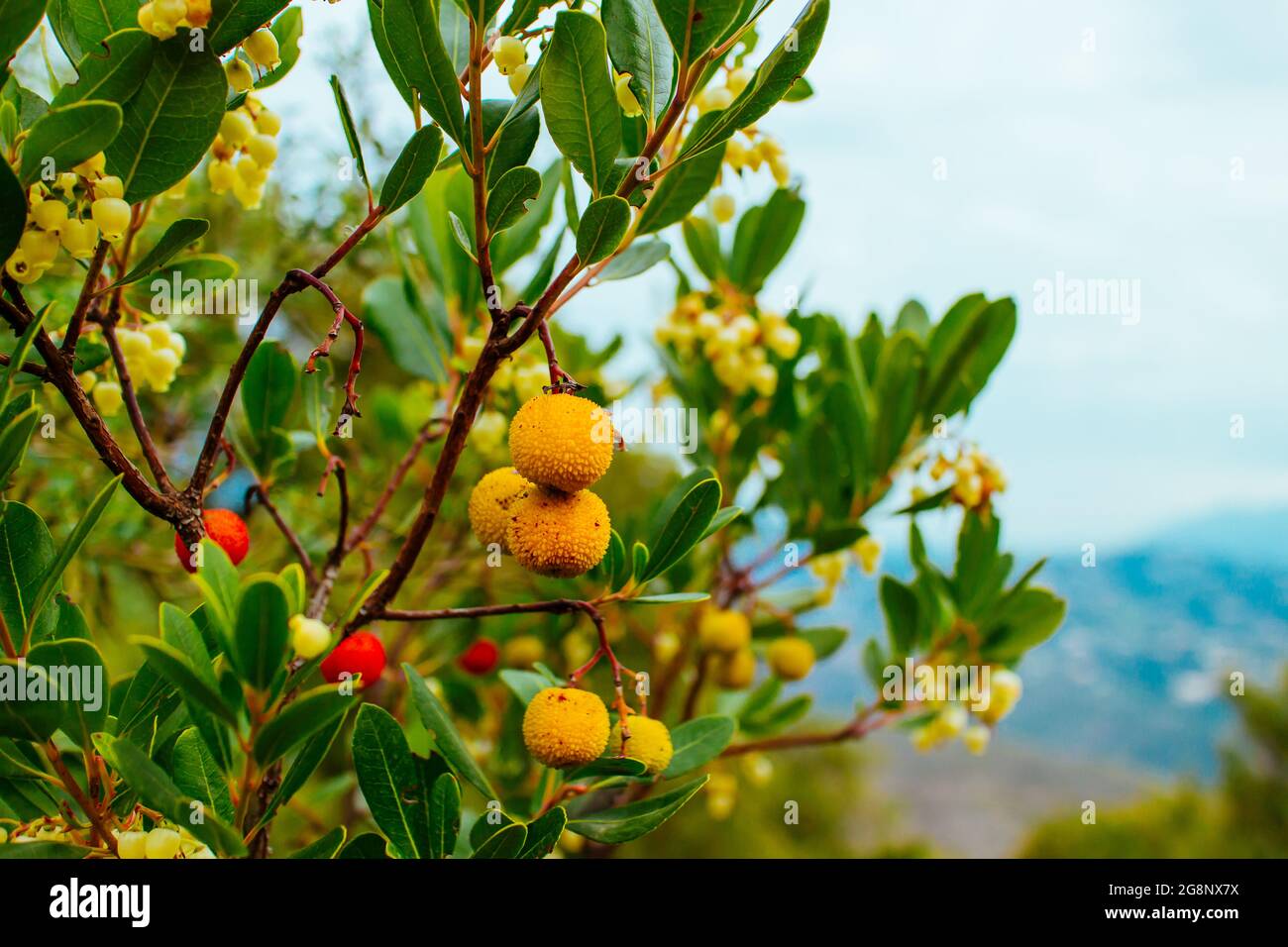 Strawberry tree fruit berry hi-res stock photography and images - Alamy