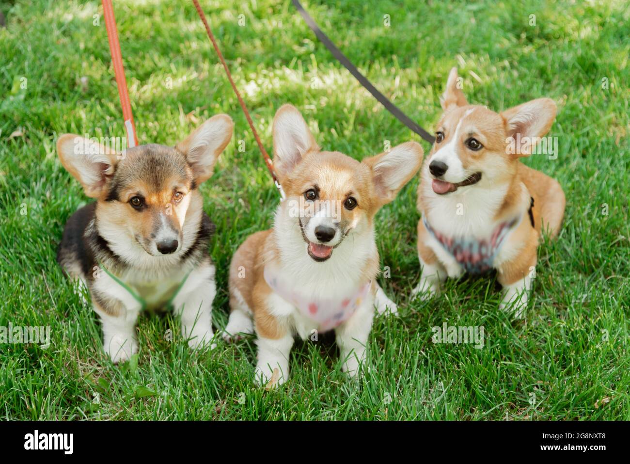 Corgi Running Pack