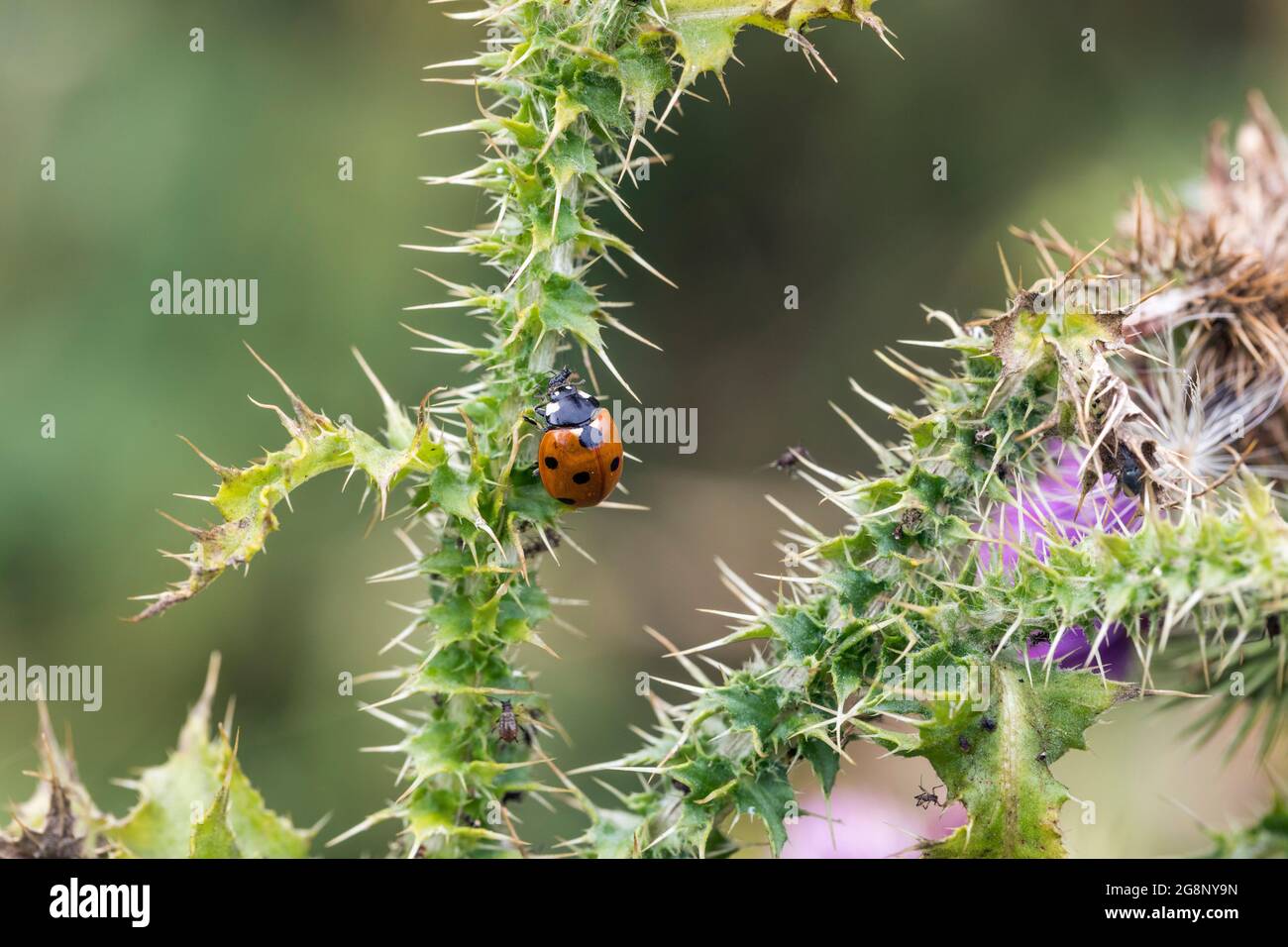 Ladybird; Coccinella 7-punctata; Eating Aphid; UK Stock Photo - Alamy