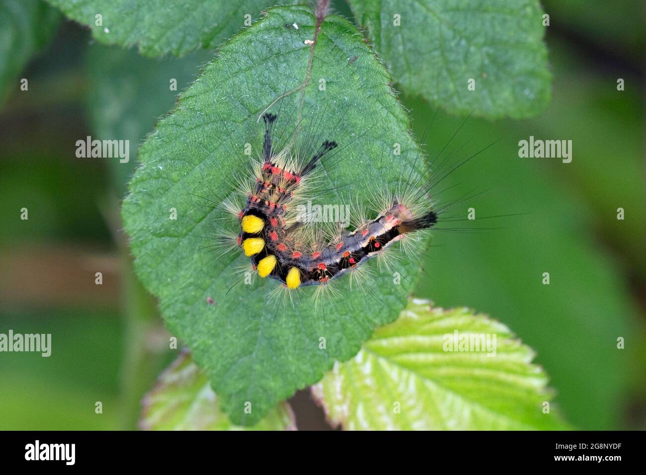 Common vapourer hi-res stock photography and images - Alamy