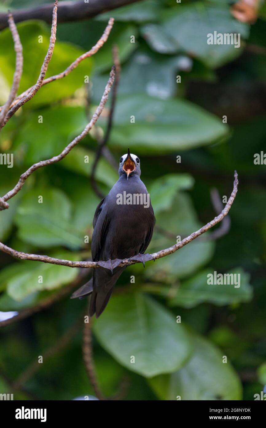 Lesser Noddy; Anous tenuirostris; Seychelles Stock Photo - Alamy
