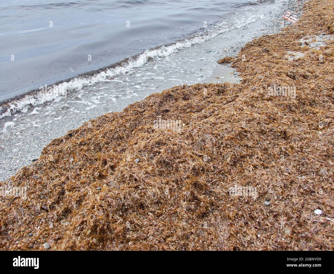 Wild invasive algae hi-res stock photography and images - Alamy