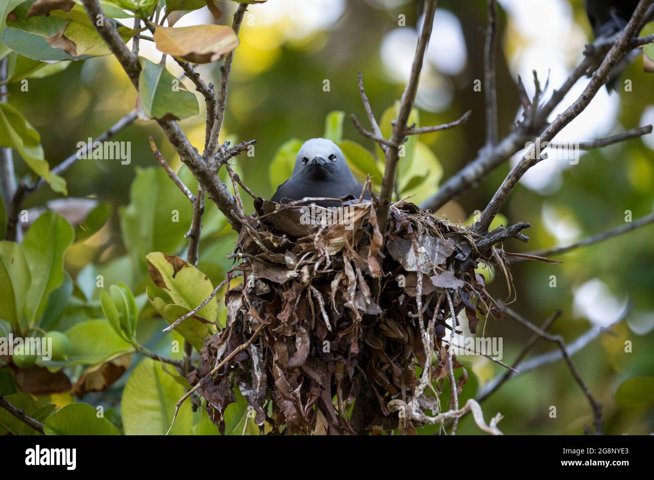 Lesser noddy anous tenuirostris hi-res stock photography and images - Alamy