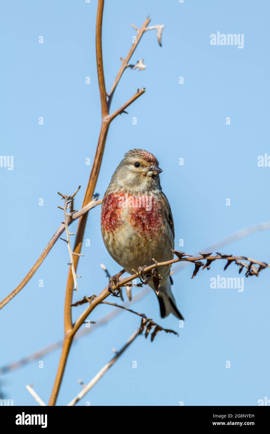 Linnet; Linaria cannabina; Male; UK Stock Photo - Alamy