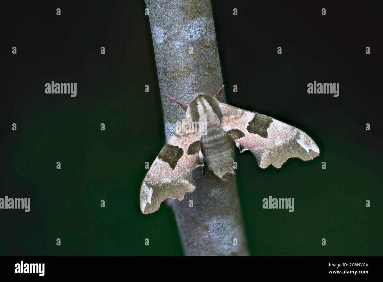 Lime Hawk-moth (Mimas tiliae) Norwich GB UK June 2021 Stock Photo - Alamy