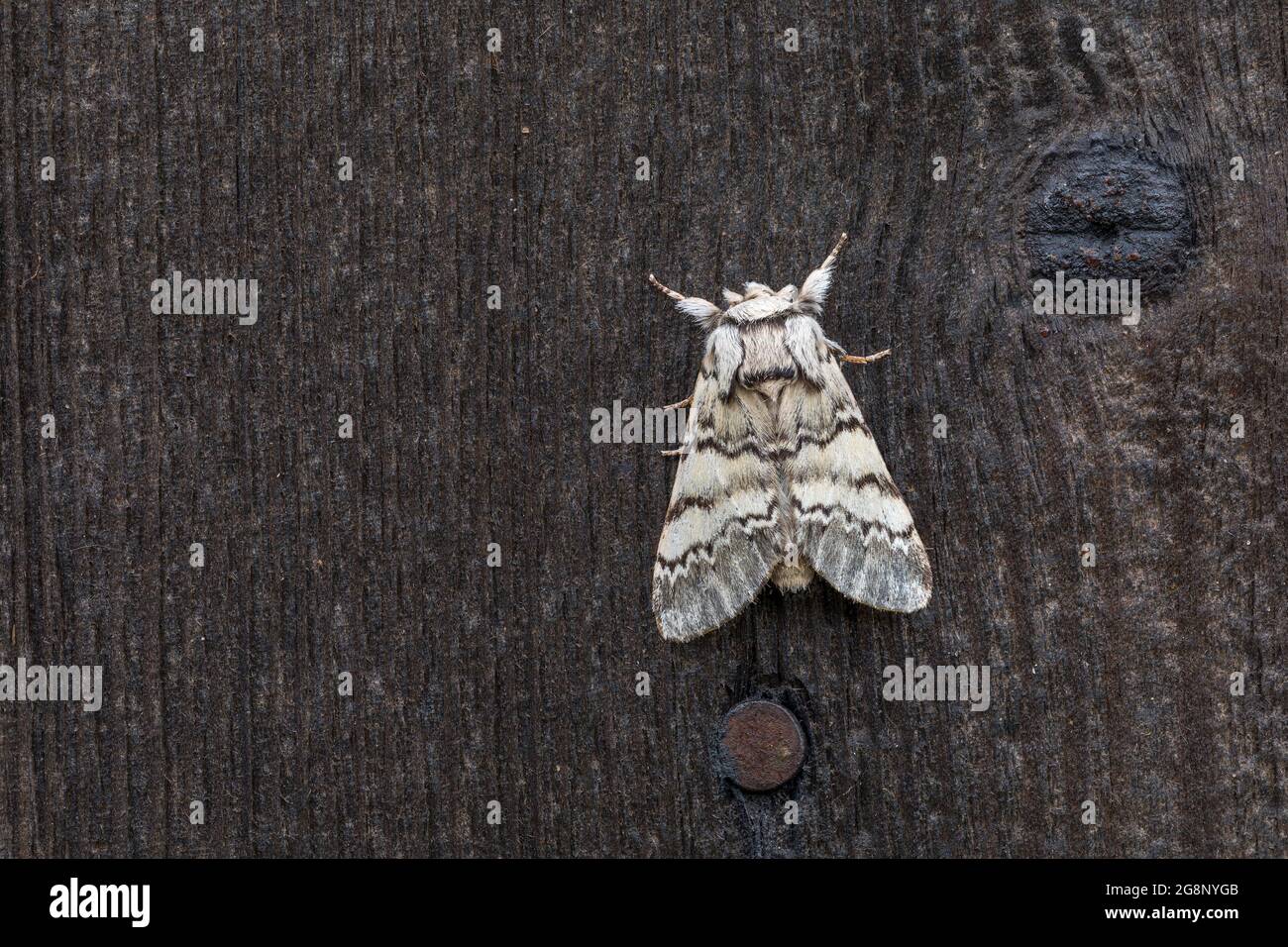 Lunar Marbled Brown Moth; Drymonia ruficornis; on Wood; UK Stock Photo ...