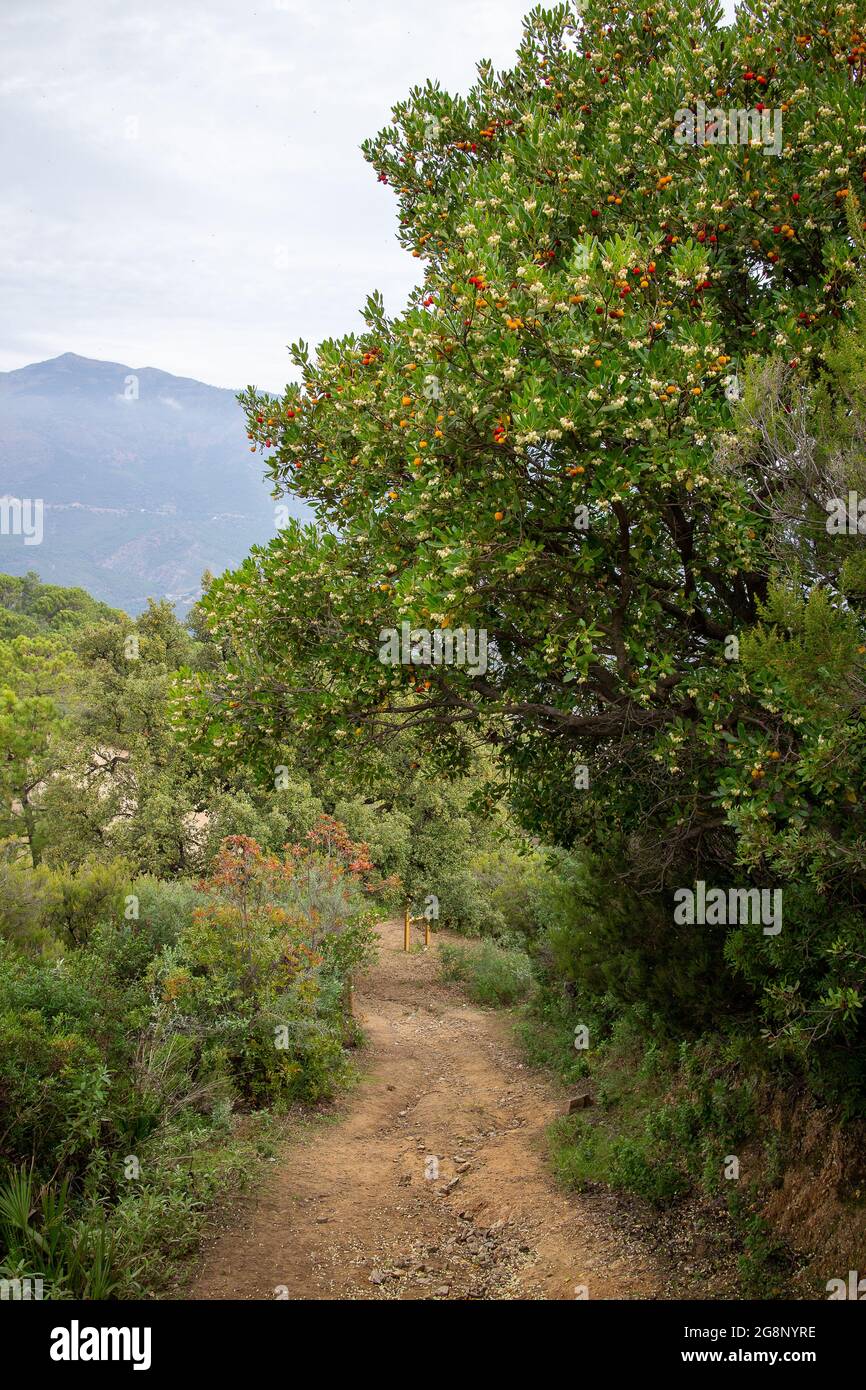 Strawberry tree fruit berry hi-res stock photography and images - Alamy