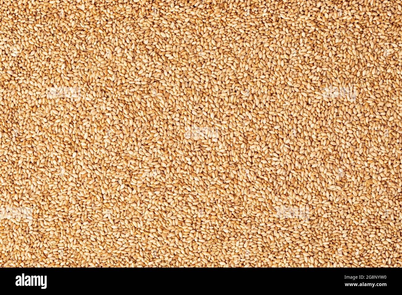 Sesame texture background image Stock Photo - Alamy