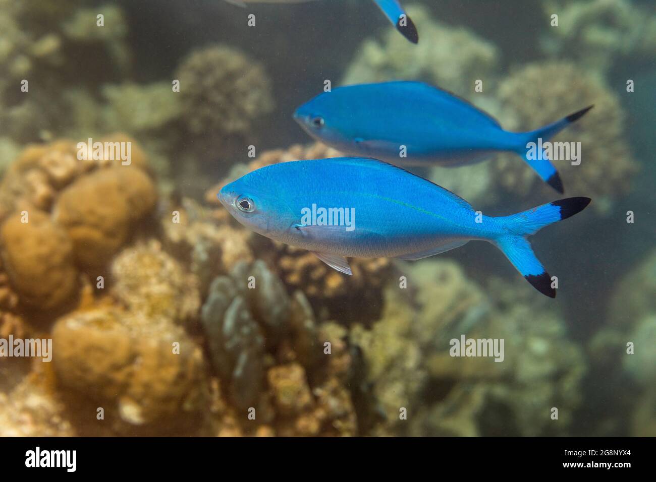 Moon Fusilier; Caesio lunaris; Maldives Stock Photo - Alamy