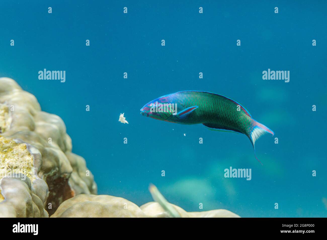 Moon Wrasse; Thalassoma lunare; Maldives Stock Photo - Alamy