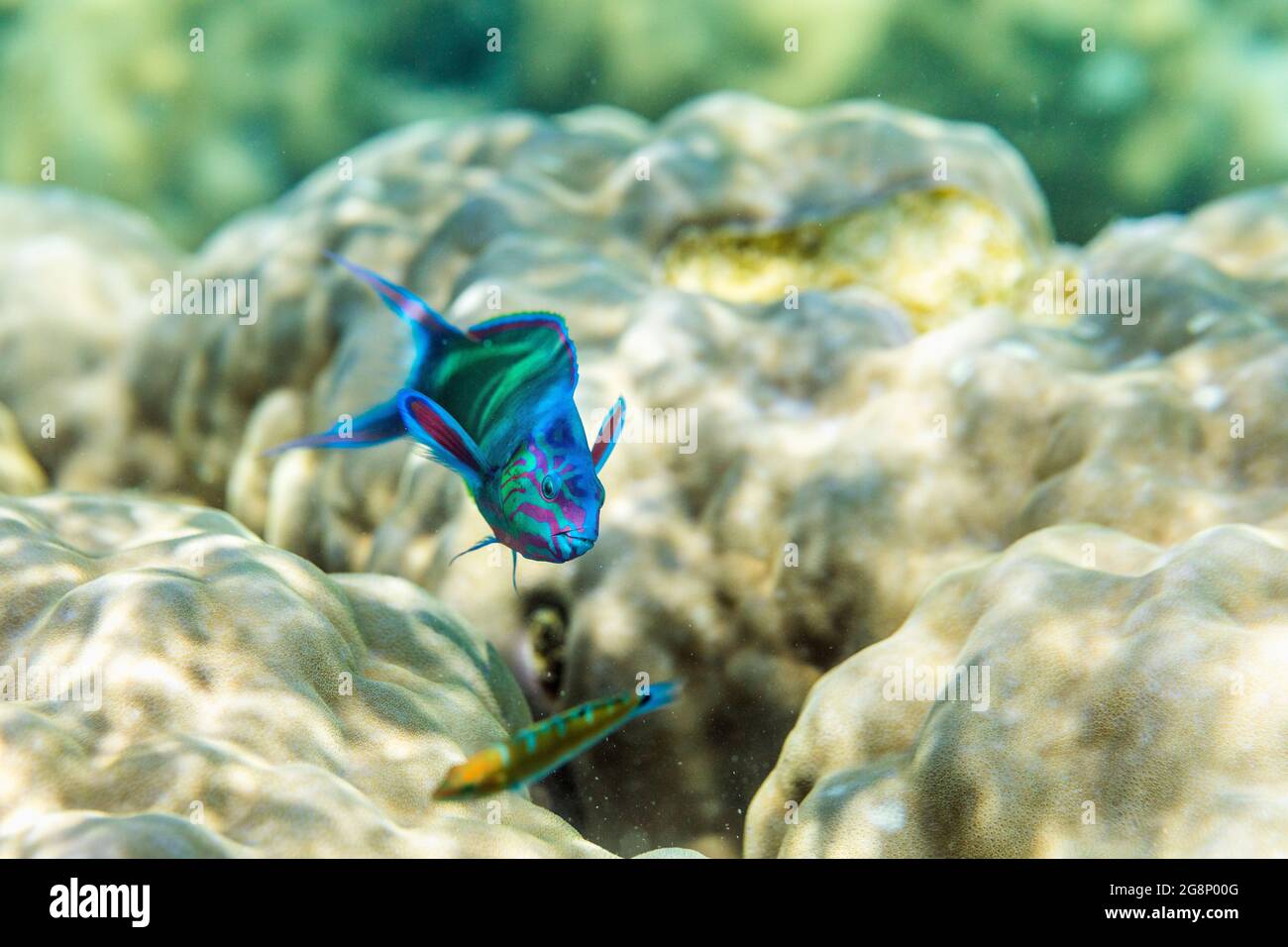 Lunar Wrasse Behavior
