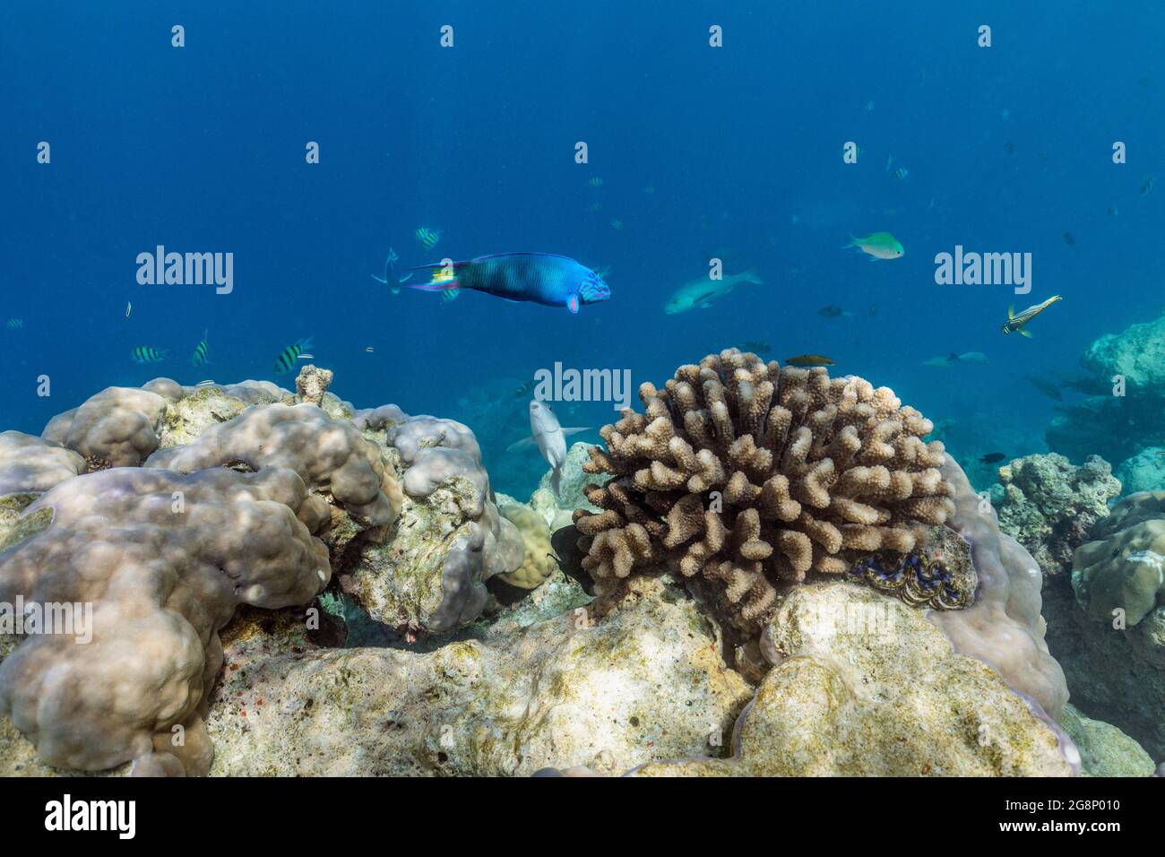 Moon Wrasse; Thalassoma lunare; Maldives Stock Photo - Alamy
