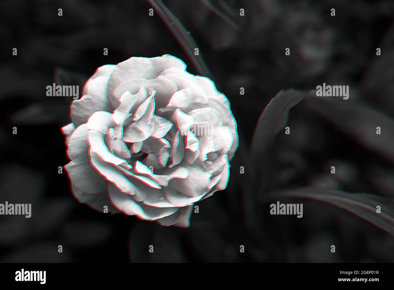 Single rose on dark background with glitch effect in black and white ...