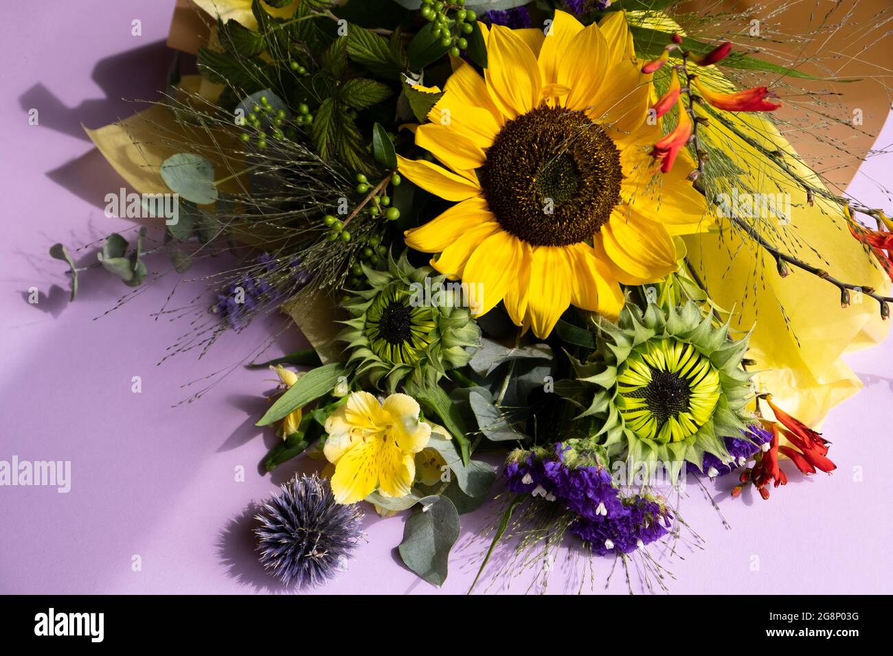 Fresh cut sunflowers in bouquet on purple background Stock Photo - Alamy