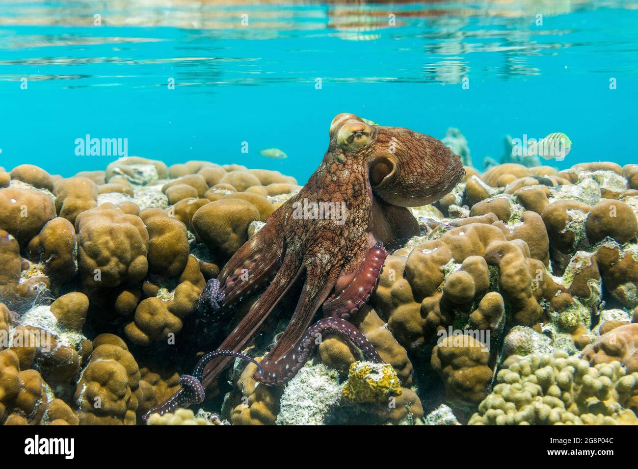 Common Octopus; Octopus vulgaris; Maldives Stock Photo - Alamy