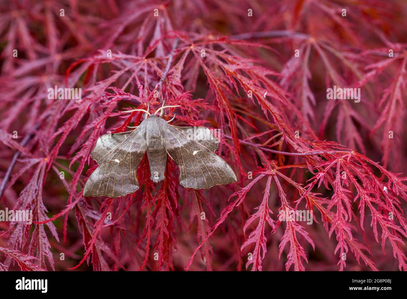 Japanese Poplar Tree High Resolution Stock Photography and Images - Alamy