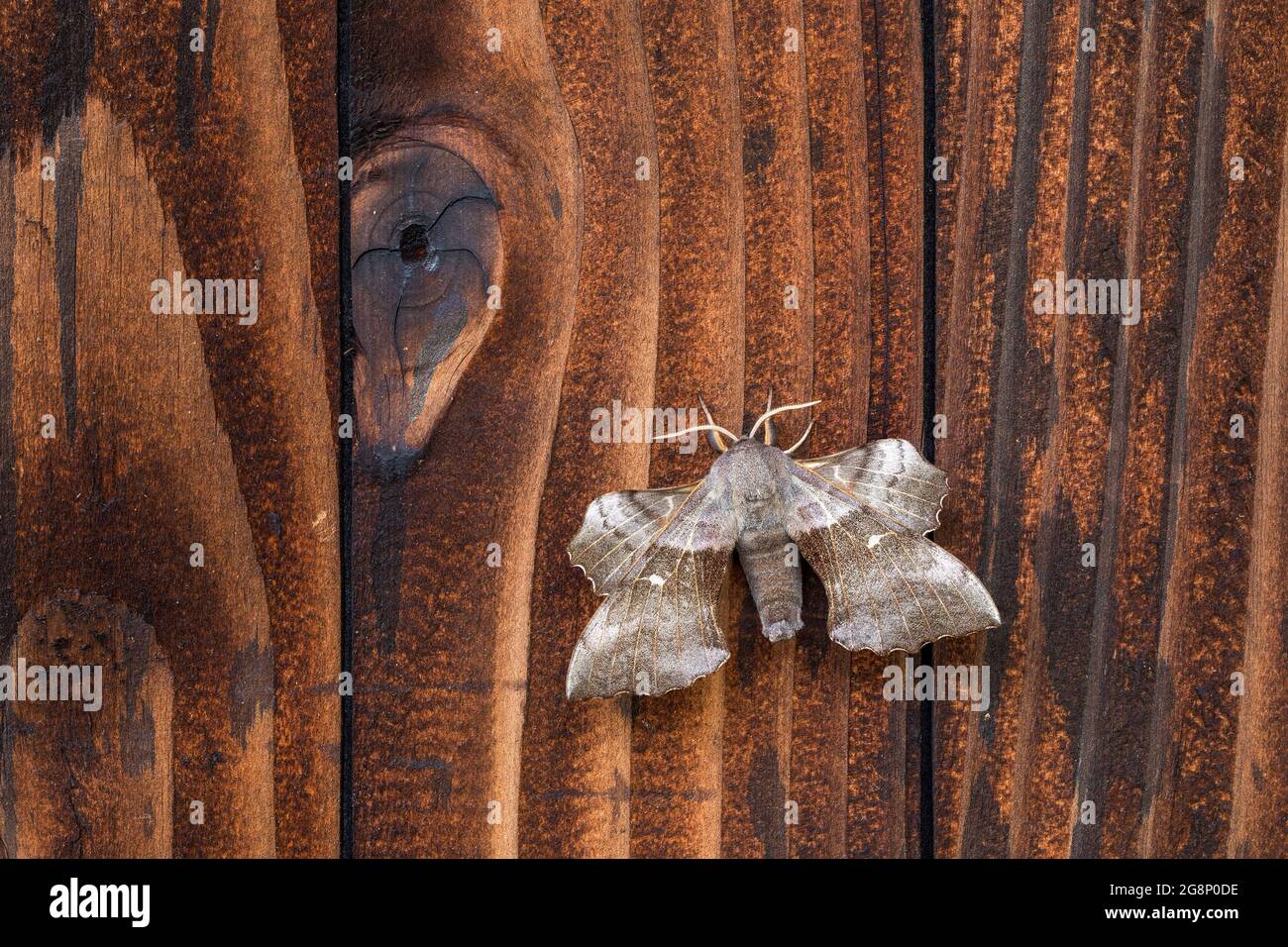 Poplar Hawk-Moth; Laothoe populi; on Wooden Door; UK Stock Photo - Alamy