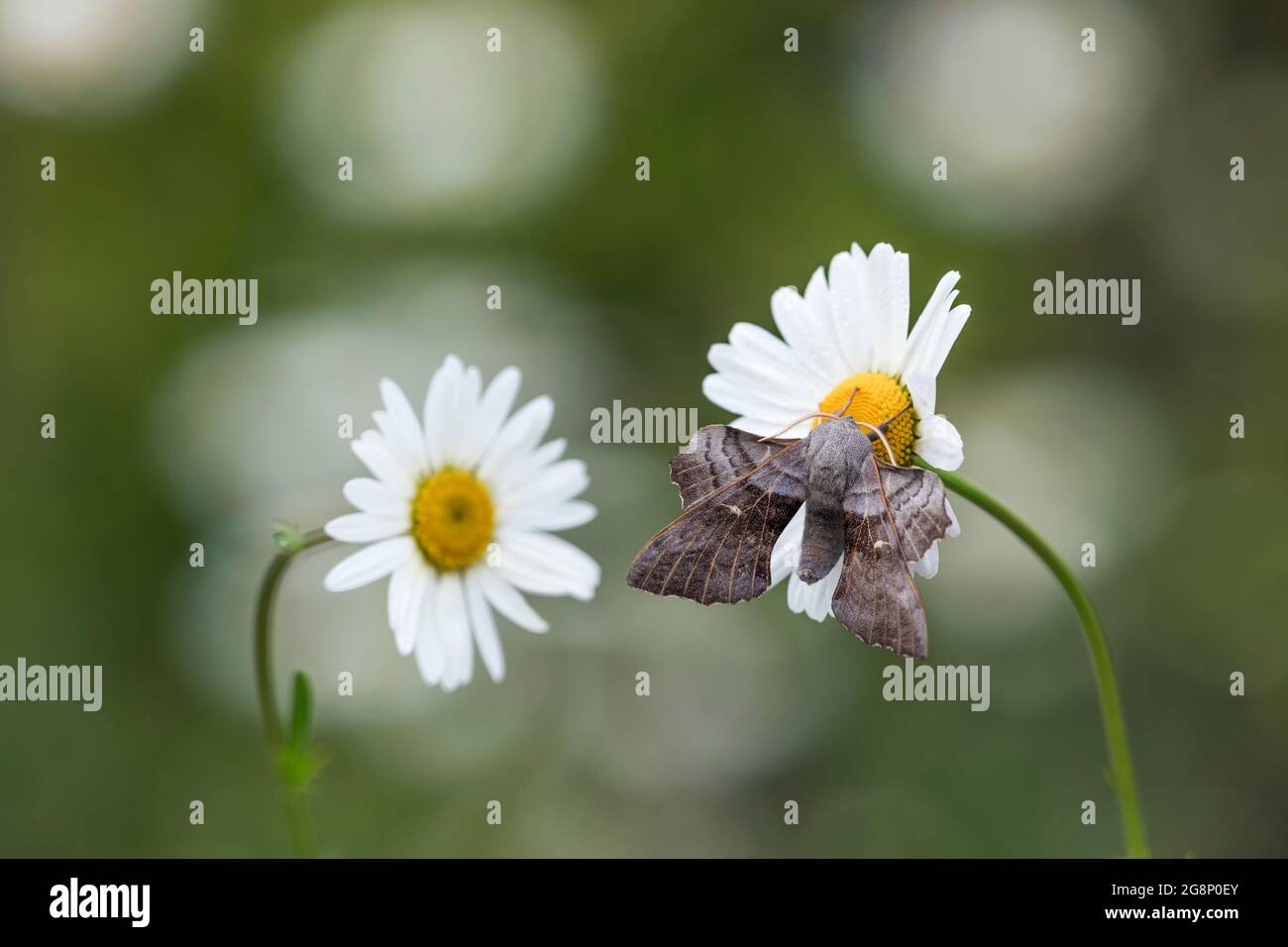 Ox eye moth hi-res stock photography and images - Alamy