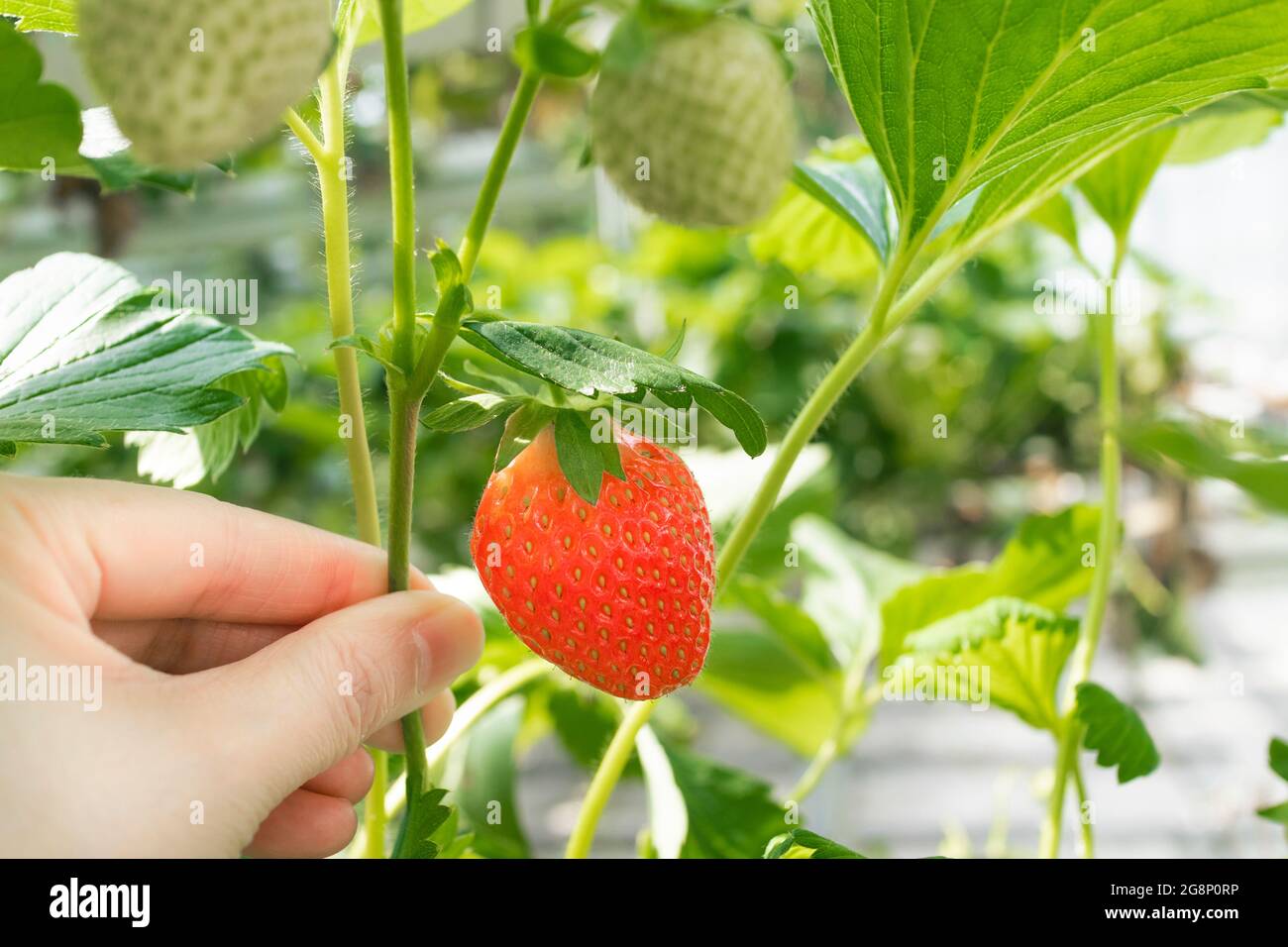 fresh strawberry and unripe strawberry Stock Photo - Alamy
