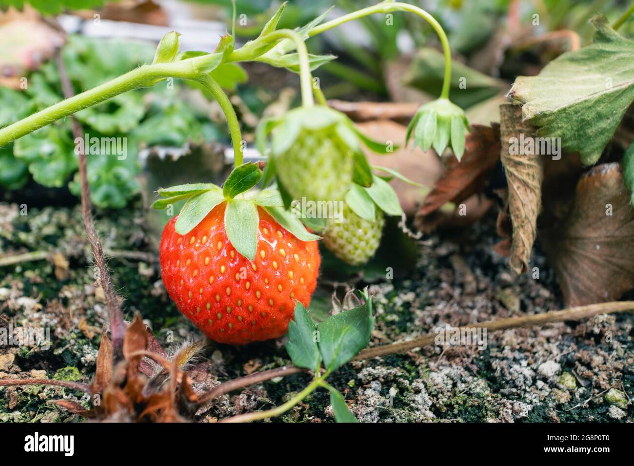 fresh strawberry and unripe strawberry Stock Photo - Alamy
