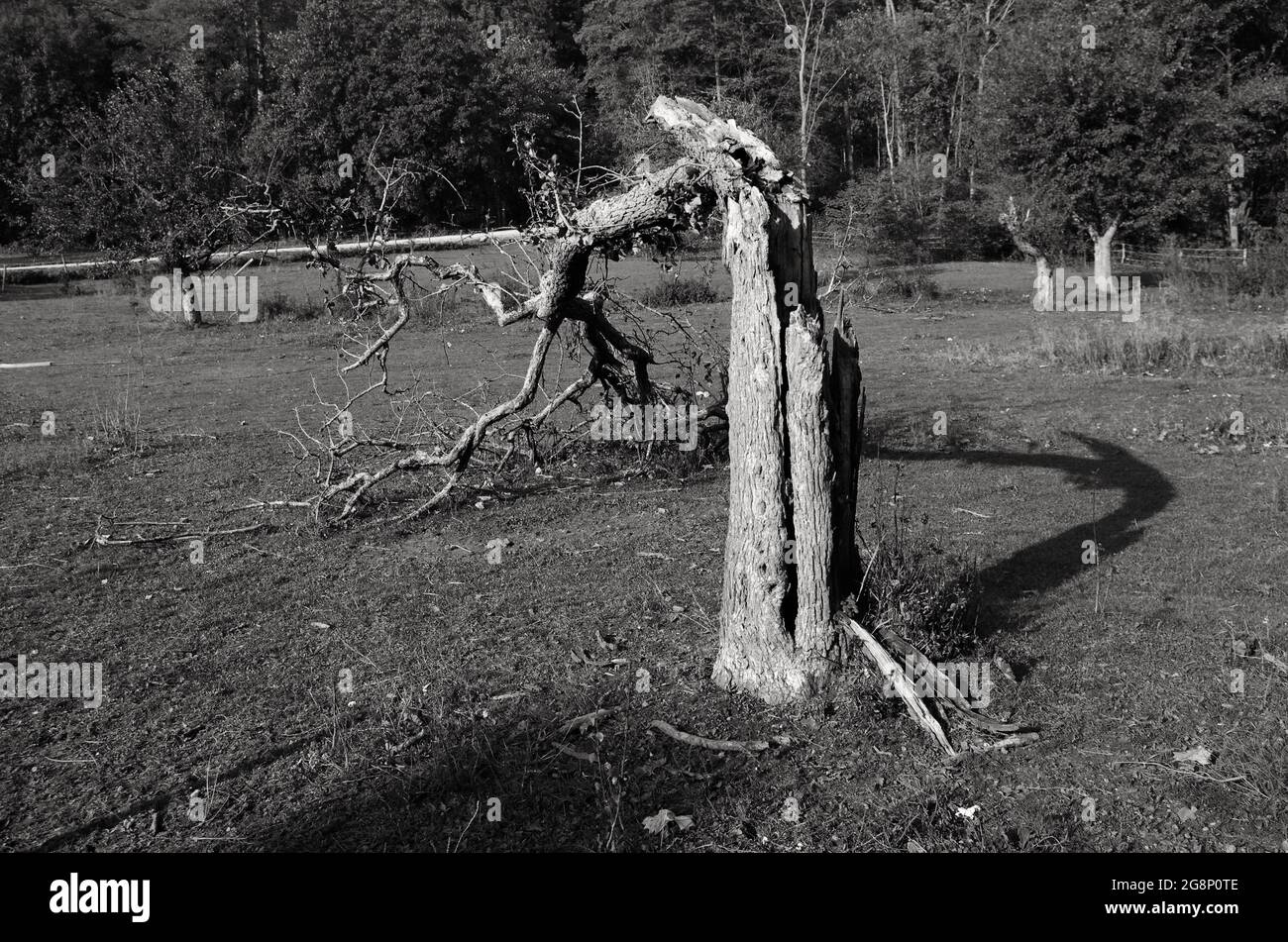 Broken tree in the meadow. Aftermath of tree which exploded after being ...