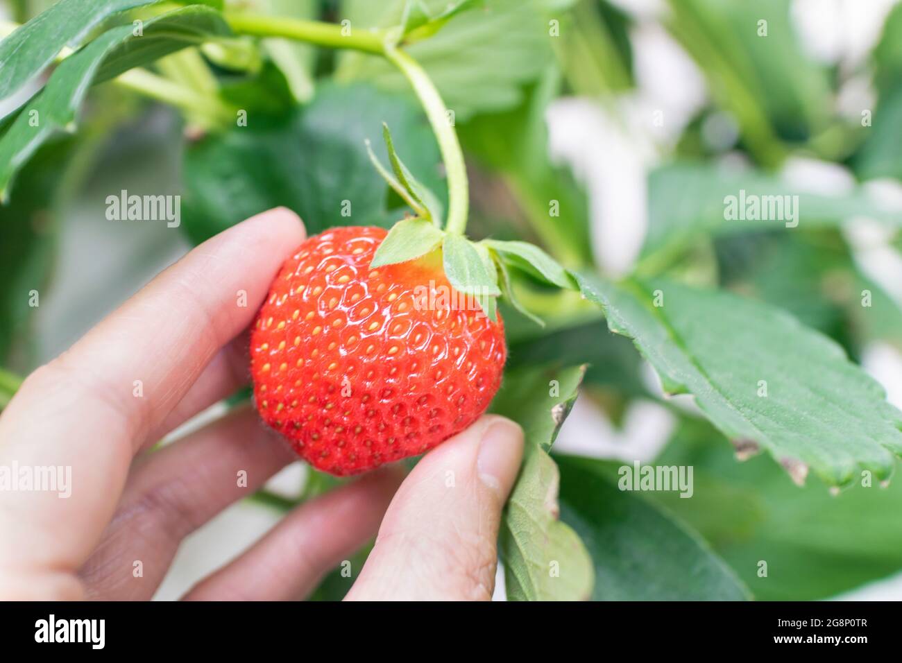 fresh strawberry and unripe strawberry Stock Photo - Alamy