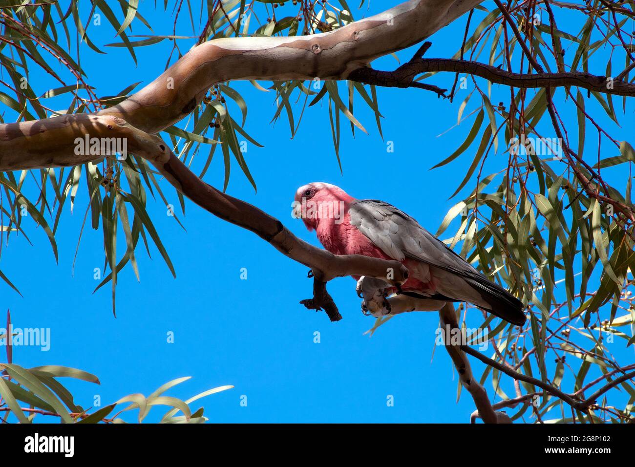 Galah australian bird feathers native beak sky blue tree hi-res stock ...