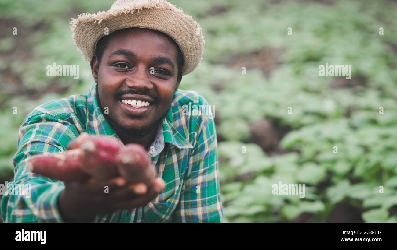 African farmer man showing fresh sweet potato at organic farm ...