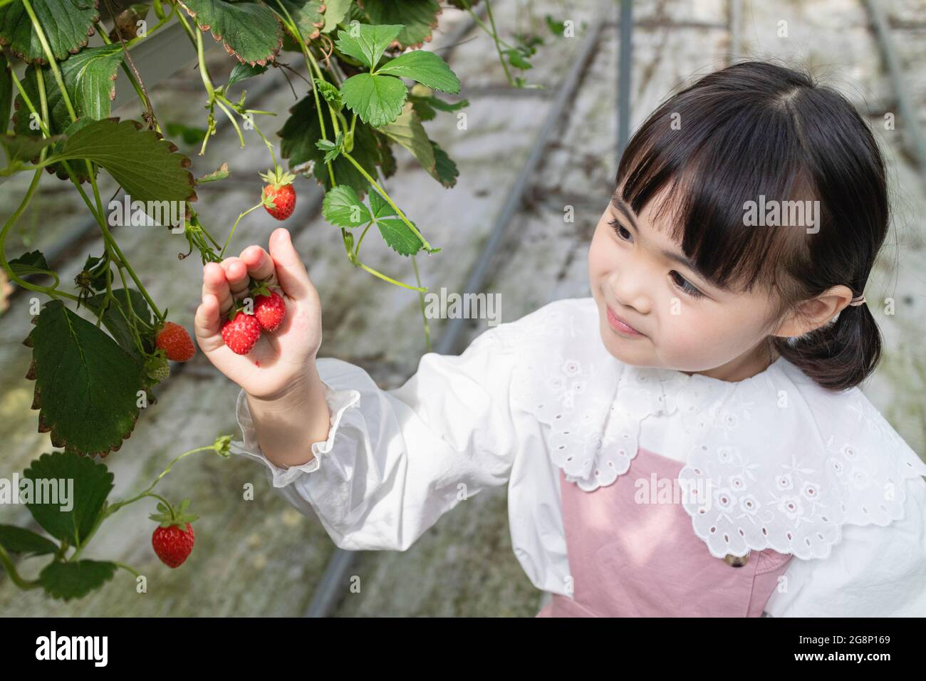 Woman strawberries in greenhouse hi-res stock photography and images ...