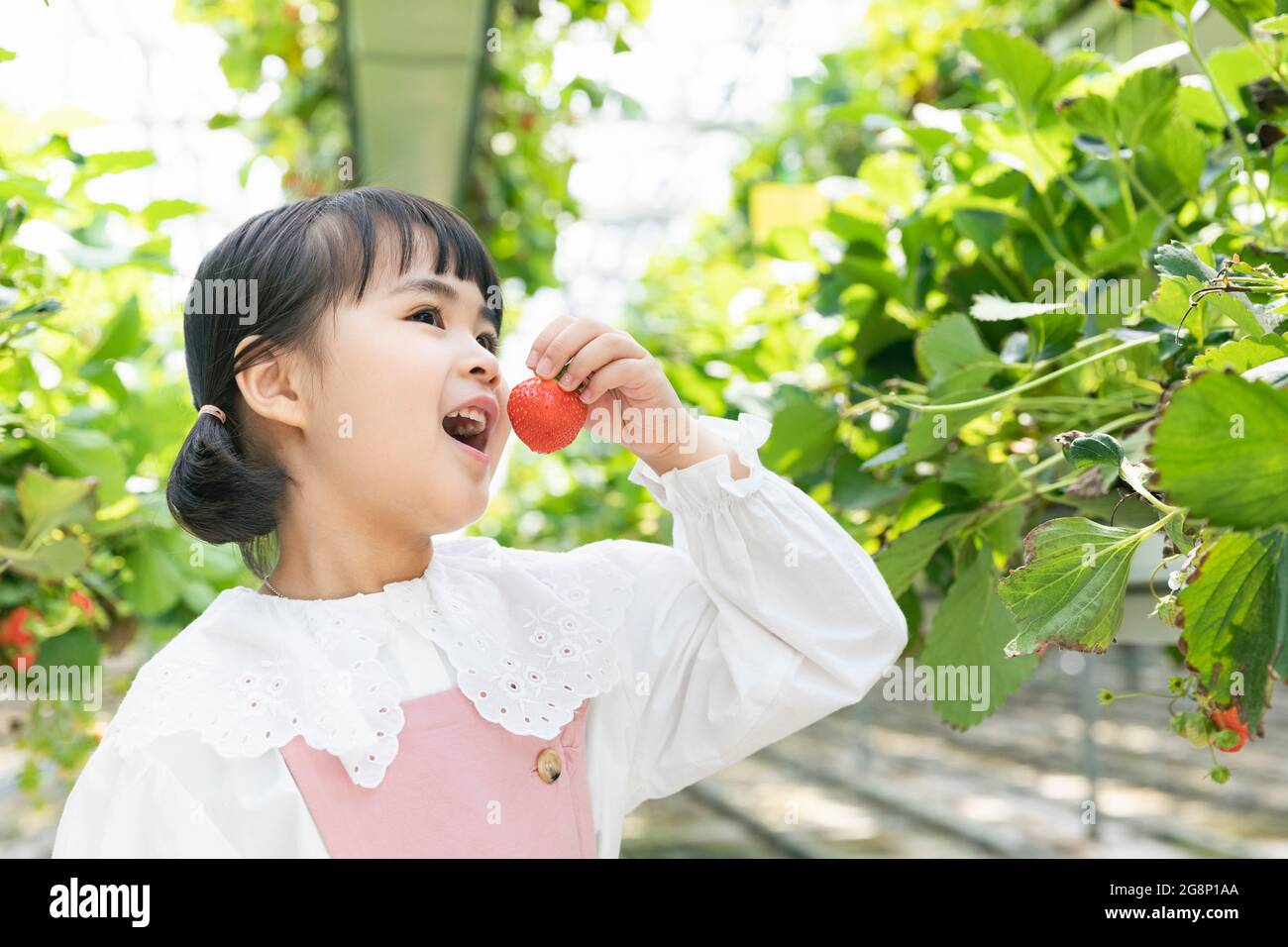 happy Asian girl eating strawberries in strawberry farm Stock Photo - Alamy