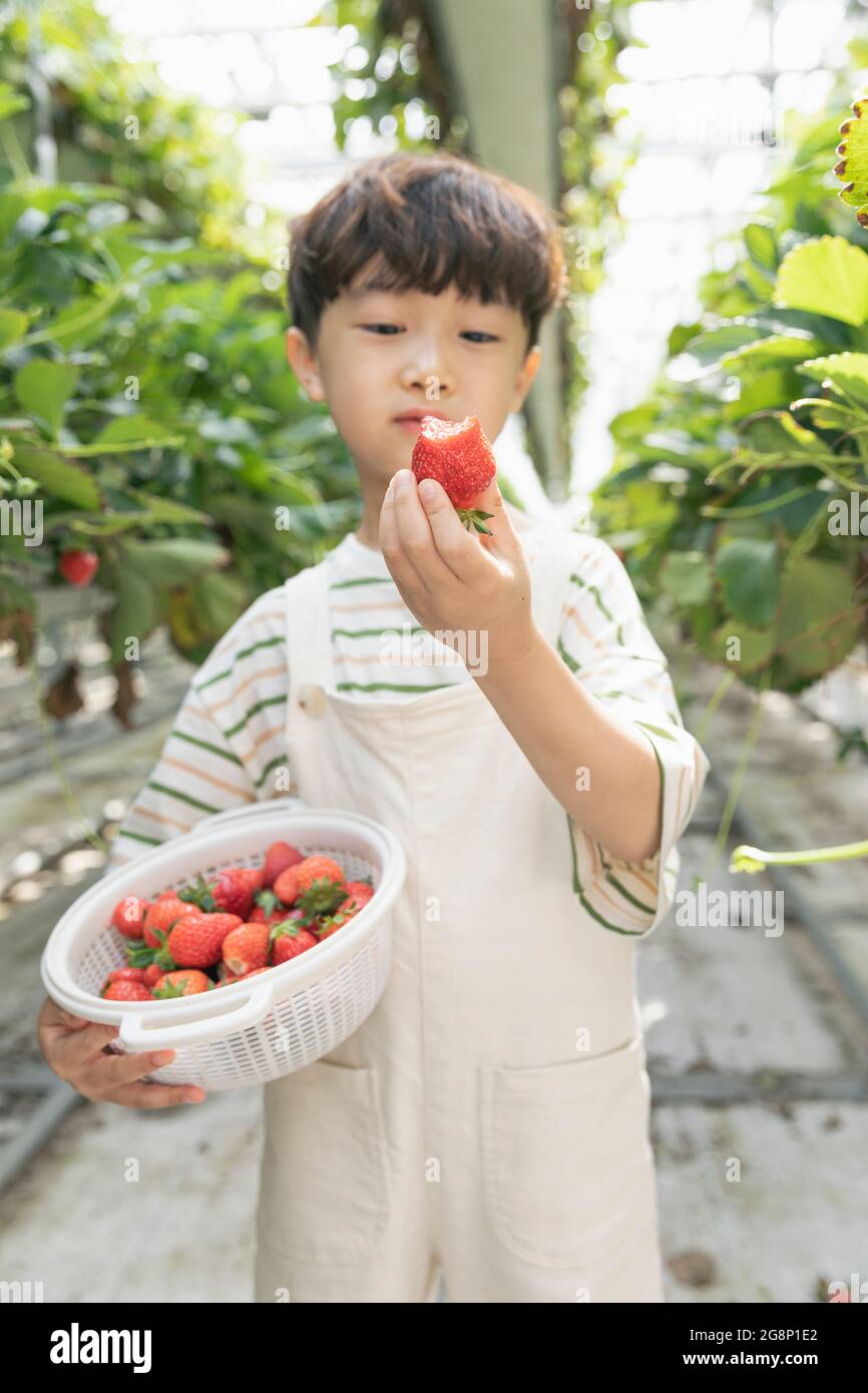 Boy eating strawberry hi-res stock photography and images - Alamy