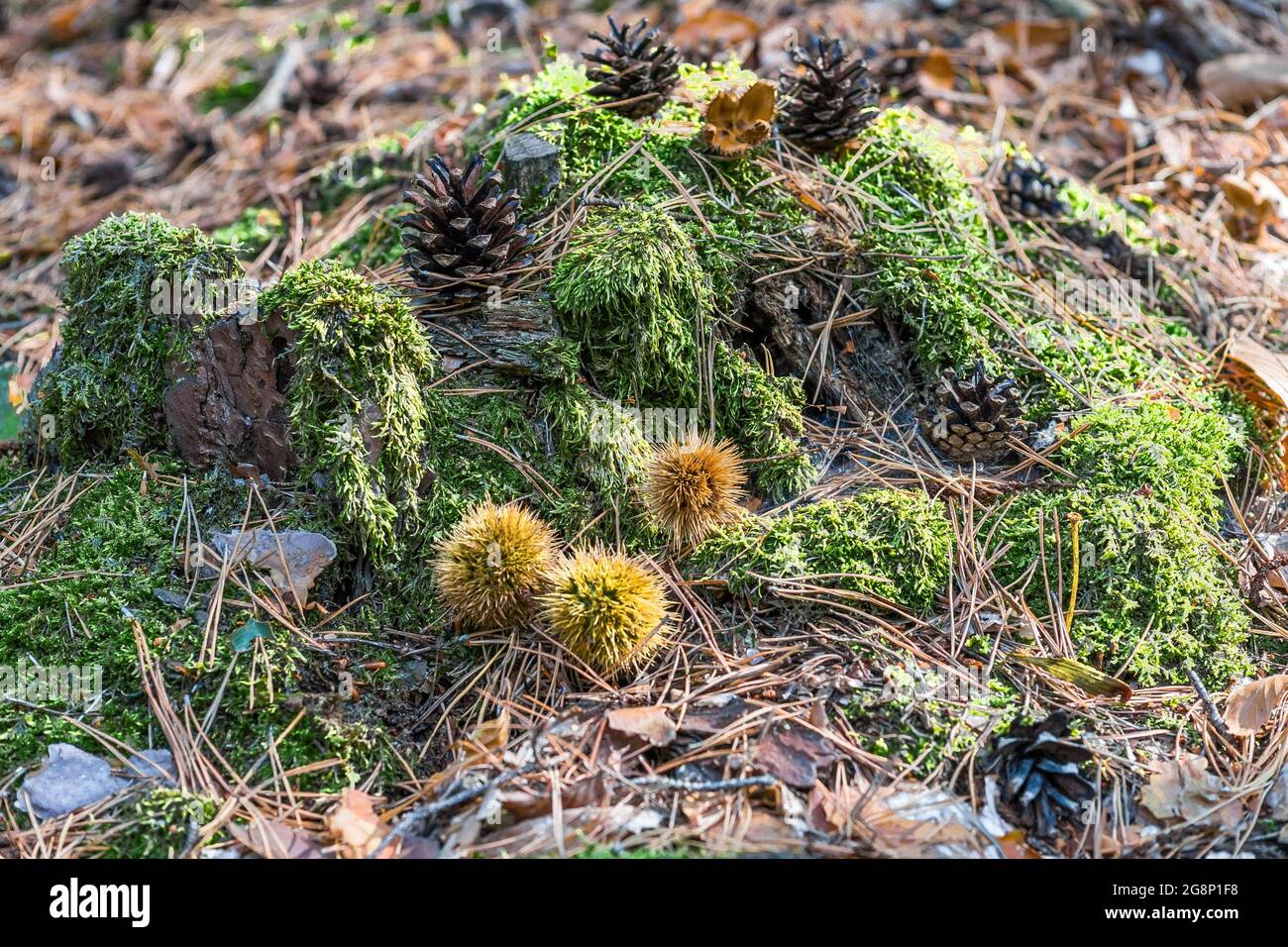 Beech nuts and shell hi-res stock photography and images - Alamy