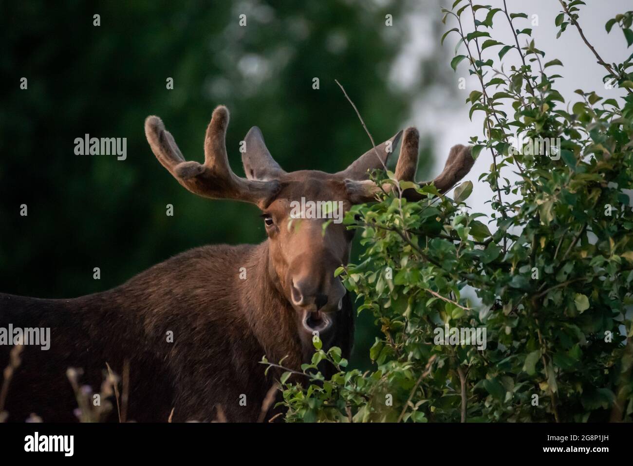 Moose eating tree hi-res stock photography and images - Alamy