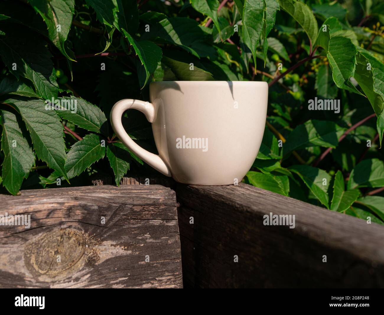White porcelain tea cup mockup on wooden balcony with green wild grapes ...